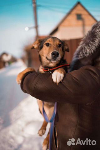 Щенок подросток
