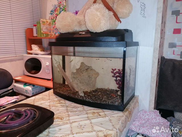 Аквариум и рыбки