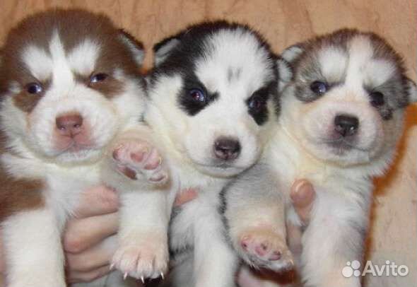 Сибирской хаски с документами