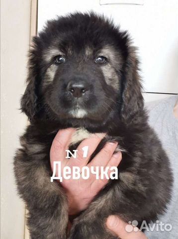 Собака Тибетский Мастиф, щенки