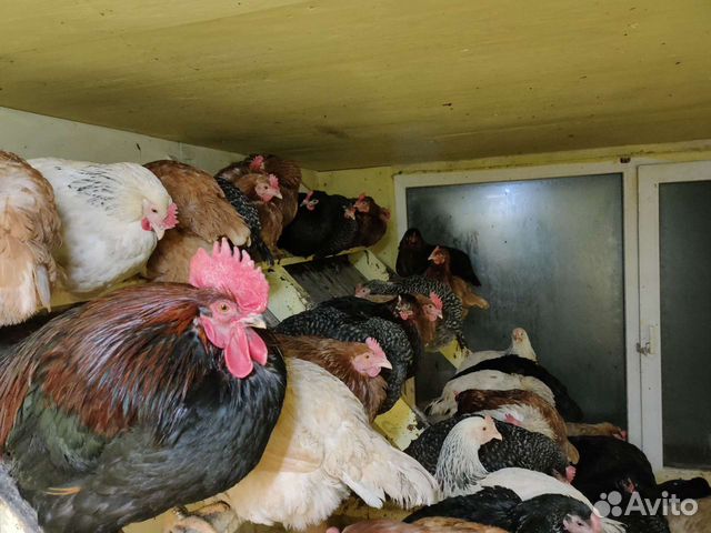 Куры несушки