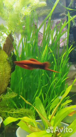 Валлиснерия