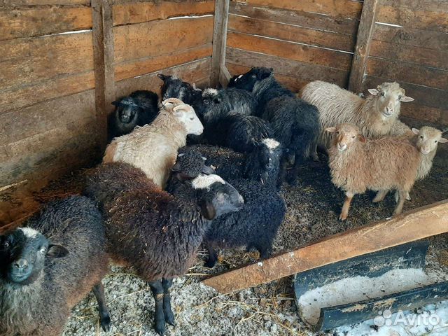 Барашки и овцы