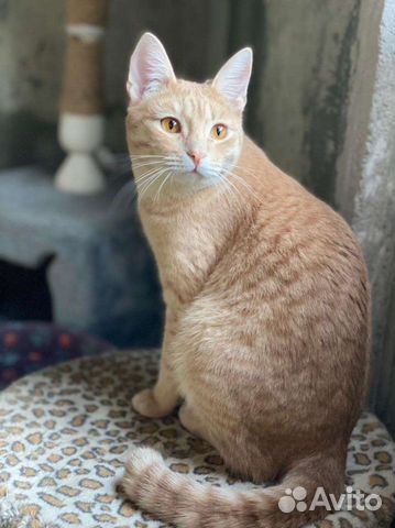 Рыжий котенок ласковый