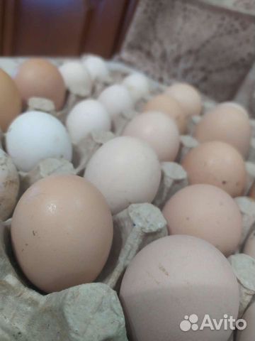 Инкубационное яйцо