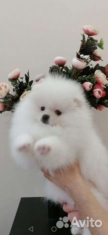 Померанский шпиц медвежьего типа белый
