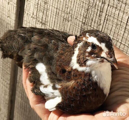 Перепела племя, породы Селадон возраст 35-45 суток