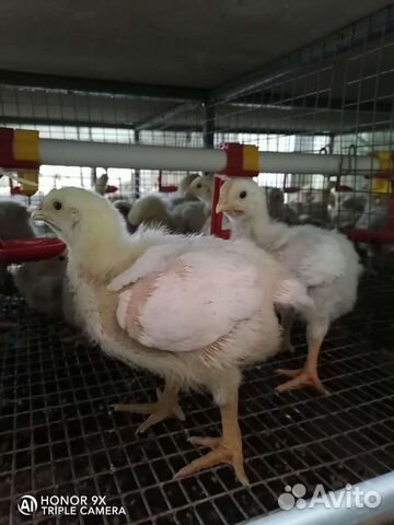 Подрощенная птица