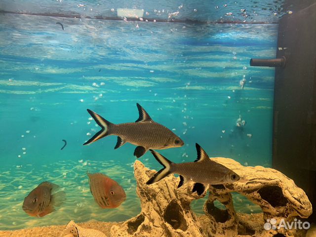 Акулий балу, северум красноплечий