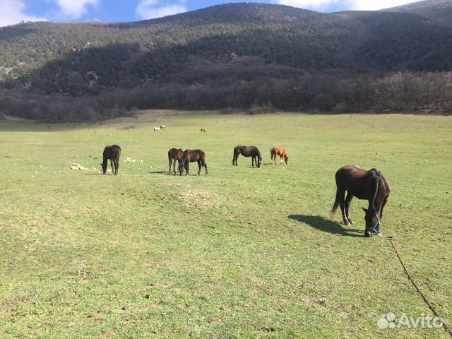 Продам жеребчика