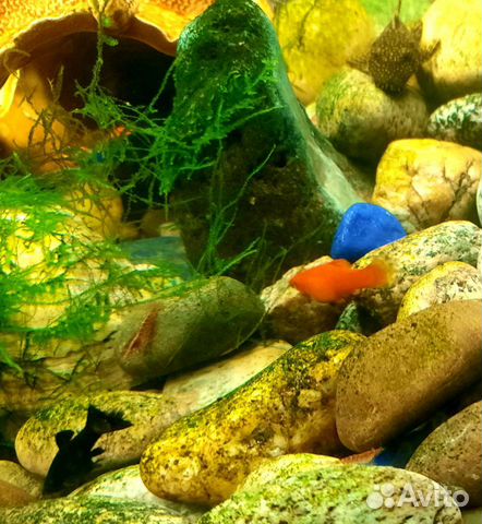 Креветки chery (вишня)