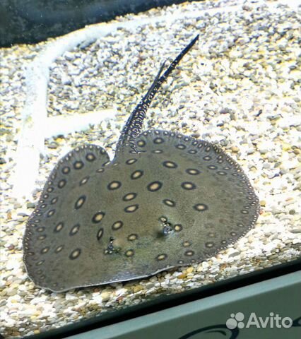 Скат моторо