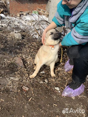 Шелли ищет дом