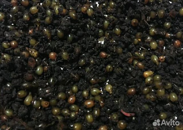 Коконы Красного Калифорнийского Червя