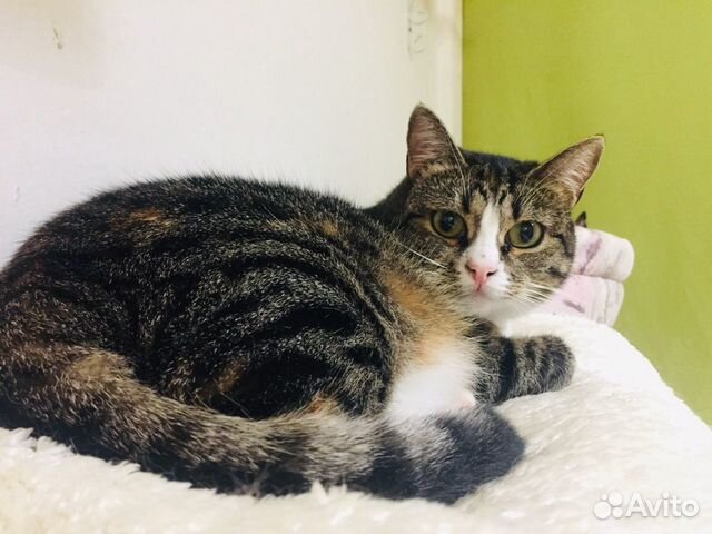 Красотка Лора