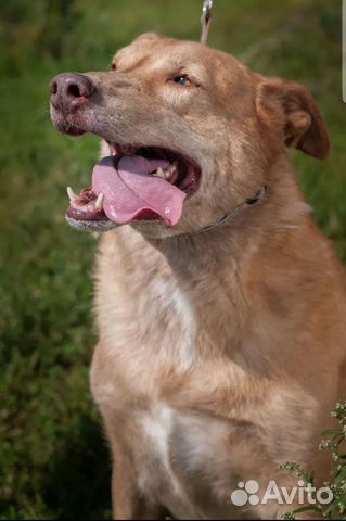 Янтарь ищет своего хозяина