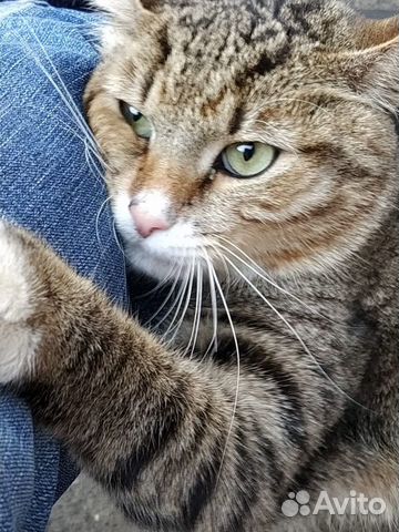 Кот срочно ищет дом