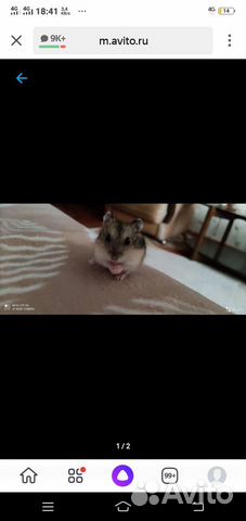 Джунгарский хомяк с клеткой