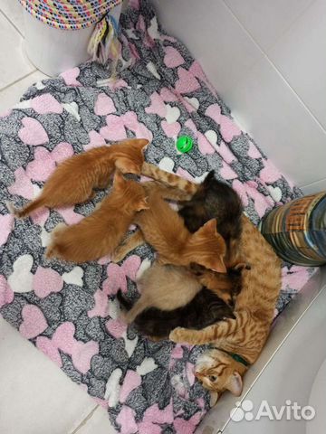 Кошки в добрые руки бесплатно