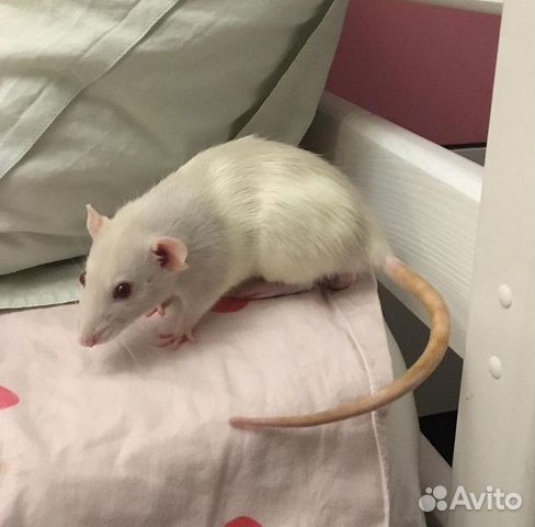 Крыса с клеткой