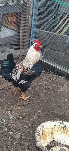 Семья 3 несушки+петух