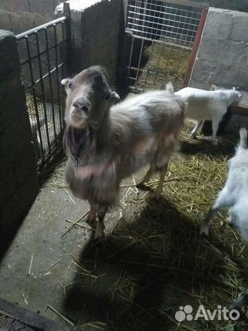 Козел 2 козы и козлята 2