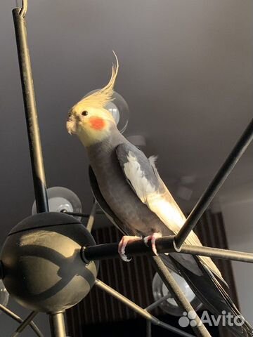 Попугай корелла самец