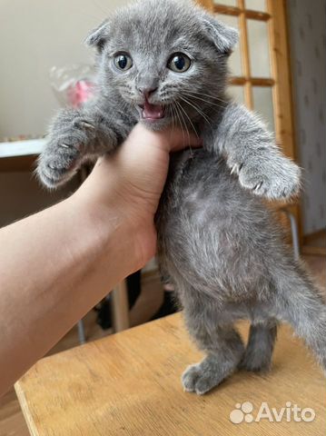 Шотландский котенок