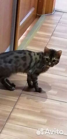 Бенгальская