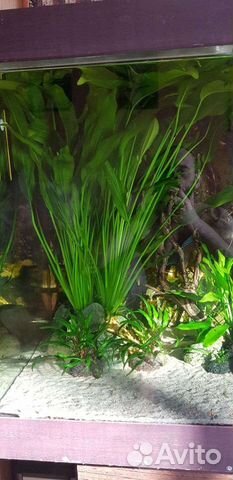 Эхинодорус уругвай