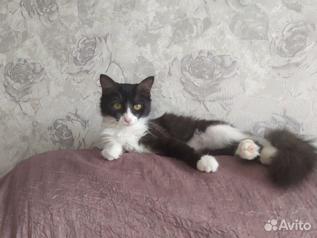 Прелестная Бэлла