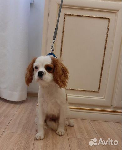 Кавалер кинг чарльз спаниель