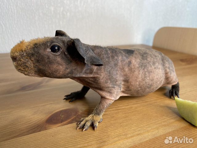 Морская свинка скинни