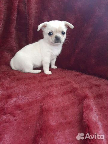 Малышка Чихуашка