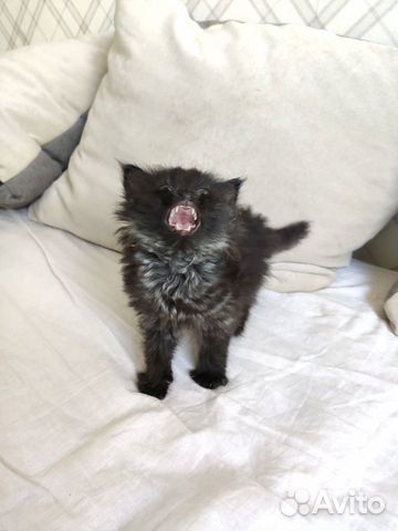 Котенок, 1.5 месяца