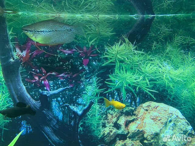 В дар аквариумные рыбки и растения