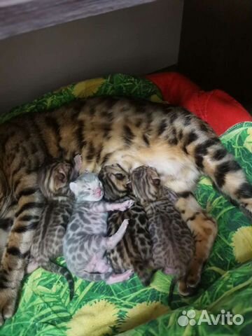 Бенгальские котята, Голубой бенгал