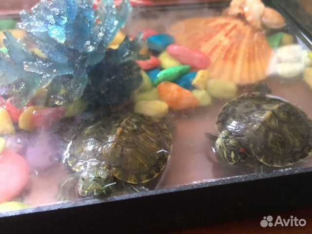 Продаются черепашки