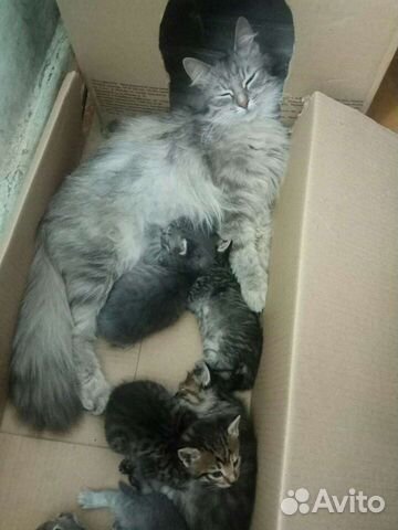 Кошка в дар