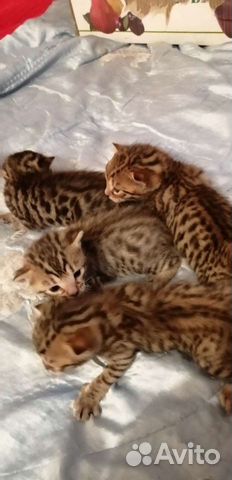 Бенгальская