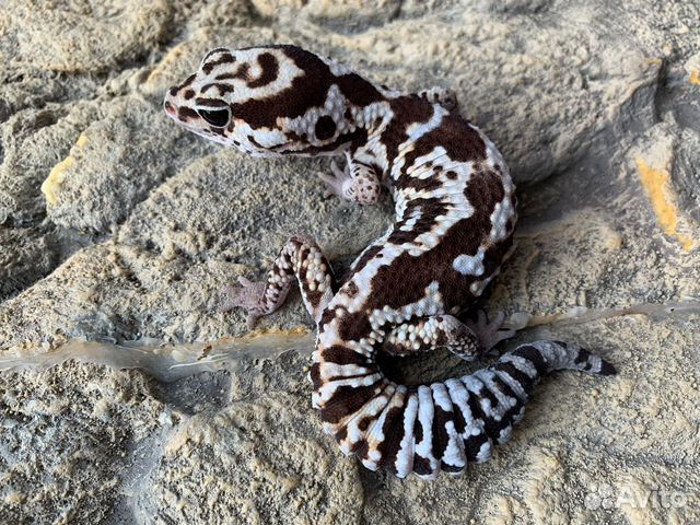 Гемитеконикс (геккон)