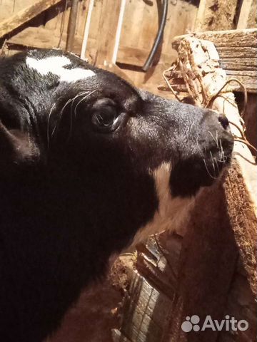 Тёлочка "Апрелька"