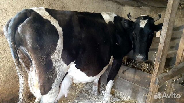 Коровы дойные молочные