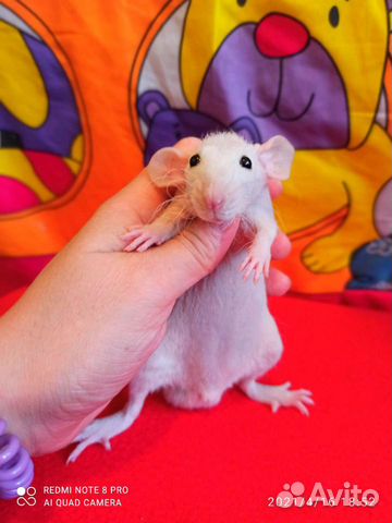 Крыса дабл рекс дамбо