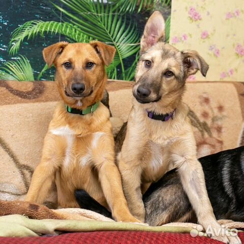 Щенки 5 месяцев в поисках дома