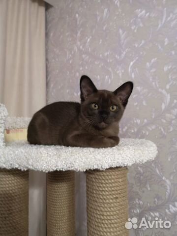 Бурманская котенок соболиный