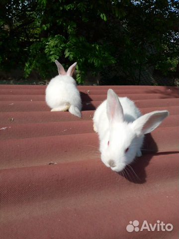 Калифорнийские кролики