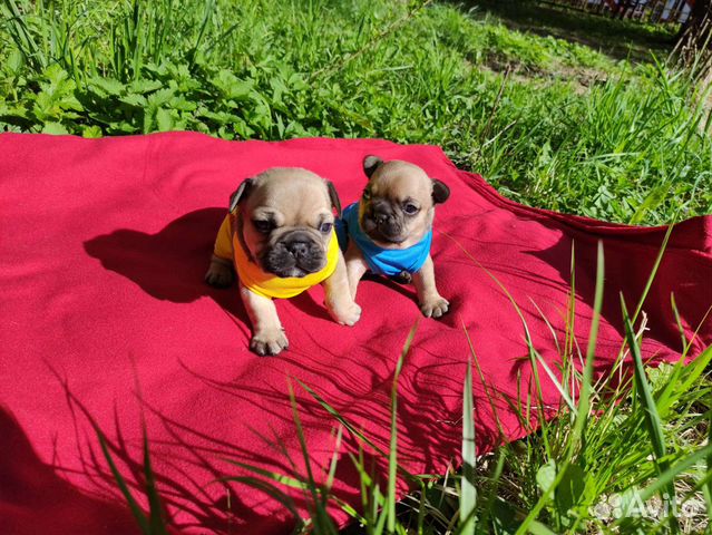 Щенки Французского бульдога соболь