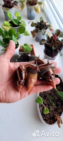 Улитки ахатины