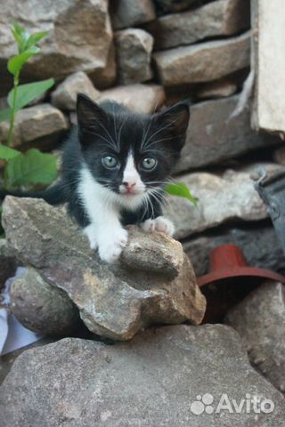 Котятки из рекламы